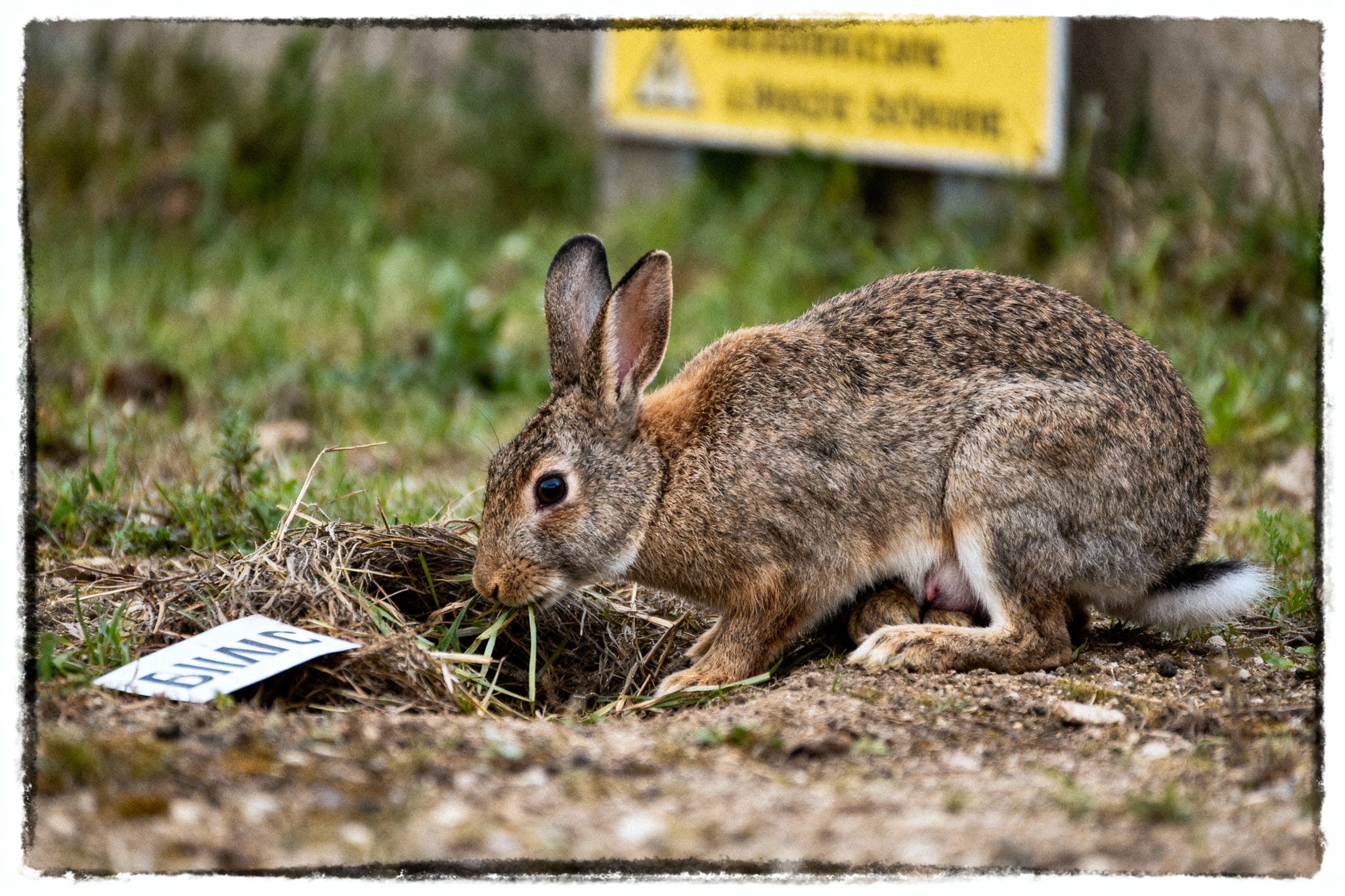 Gestation de la Lapine : Tout Savoir sur le Cycle et la Mise Bas ! 🐰