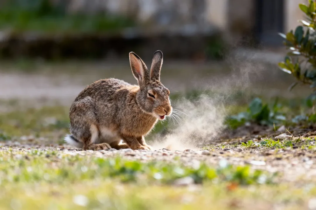 Gestation du Lapin : Durée, Portées et Conseils Pratiques